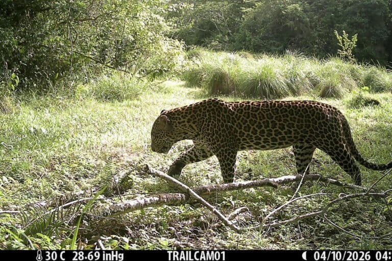 The quest to reconnect imperiled rainforest in West Africa
