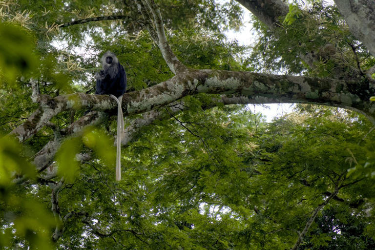 The quest to reconnect imperiled rainforest in West Africa