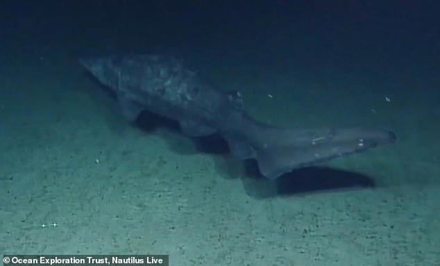 Elusive goblin shark is seen alive in its natural habitat for the first ...