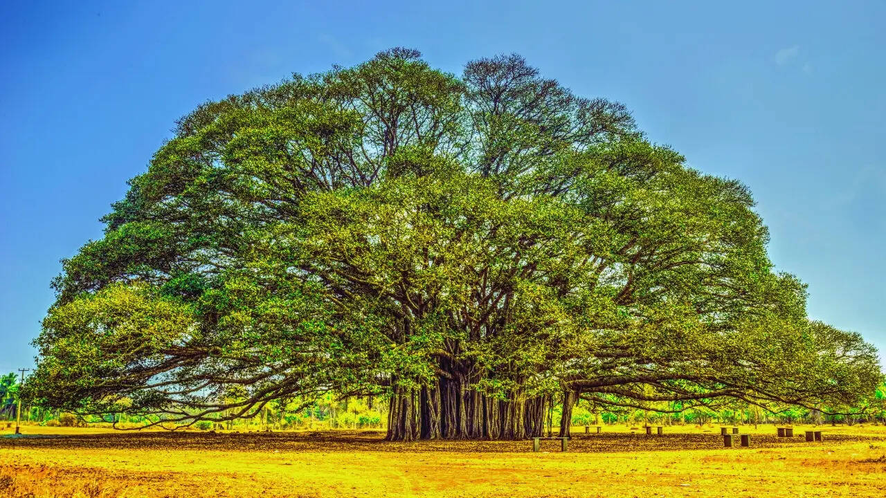 8 iconic state trees of India every traveller and nature lover should ...
