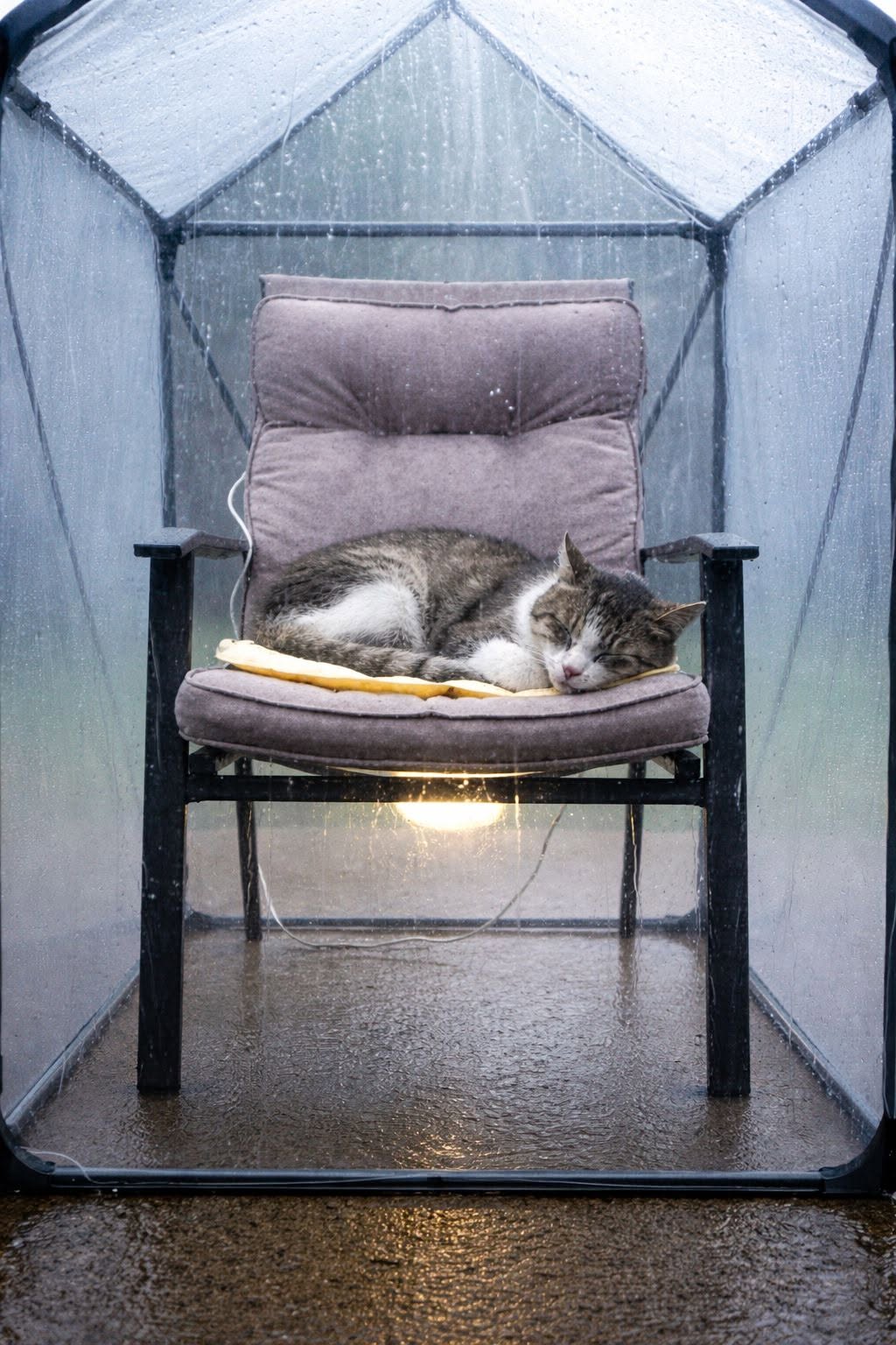 Gatto randagio arriva ogni sera dopo il divorzio e aiuta una donna a ...