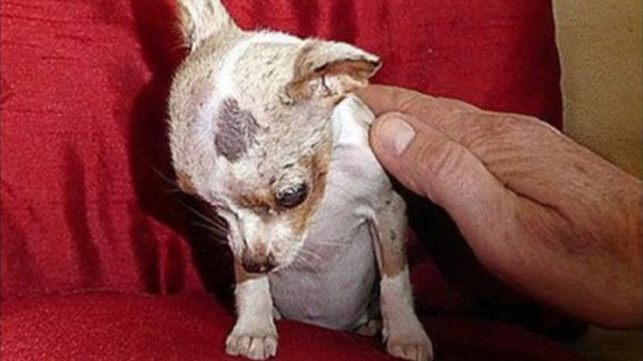 This puppy was born with half a brain because of a bad breeder