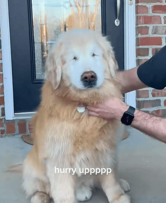 His family threw a surprise party for this blind little dog, and his ...