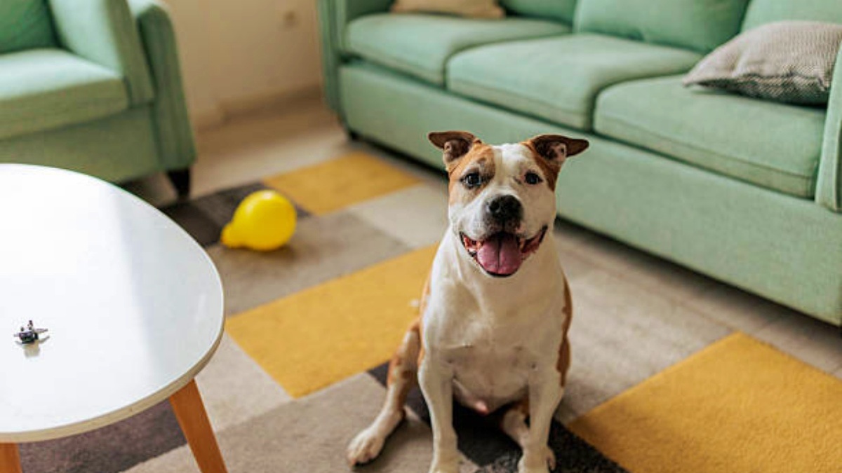 Your dog understands more than you think, according to veterinarians