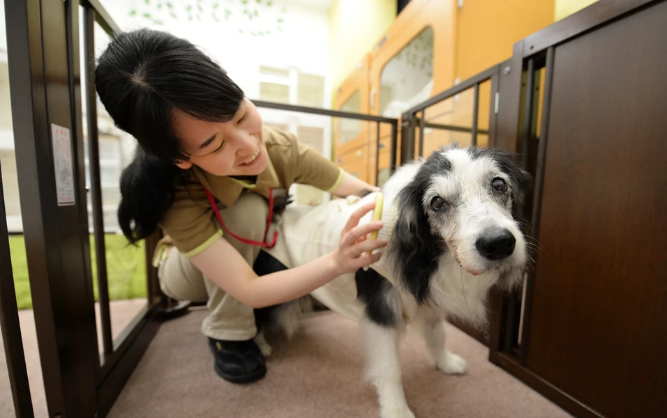 Experts outline proactive steps to extend dogs’ healthy years