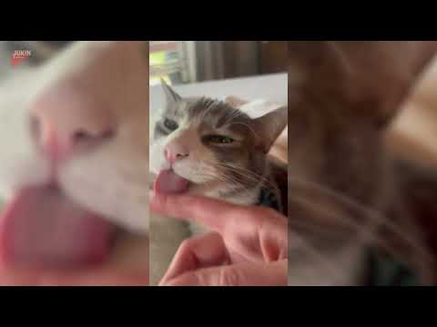Cat continuously licks owner's hand
