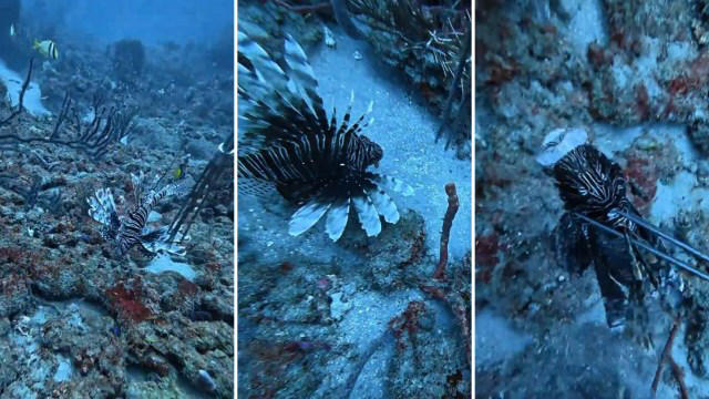 'I do feel like a superhero': Diver spears invasive lionfish to save ...