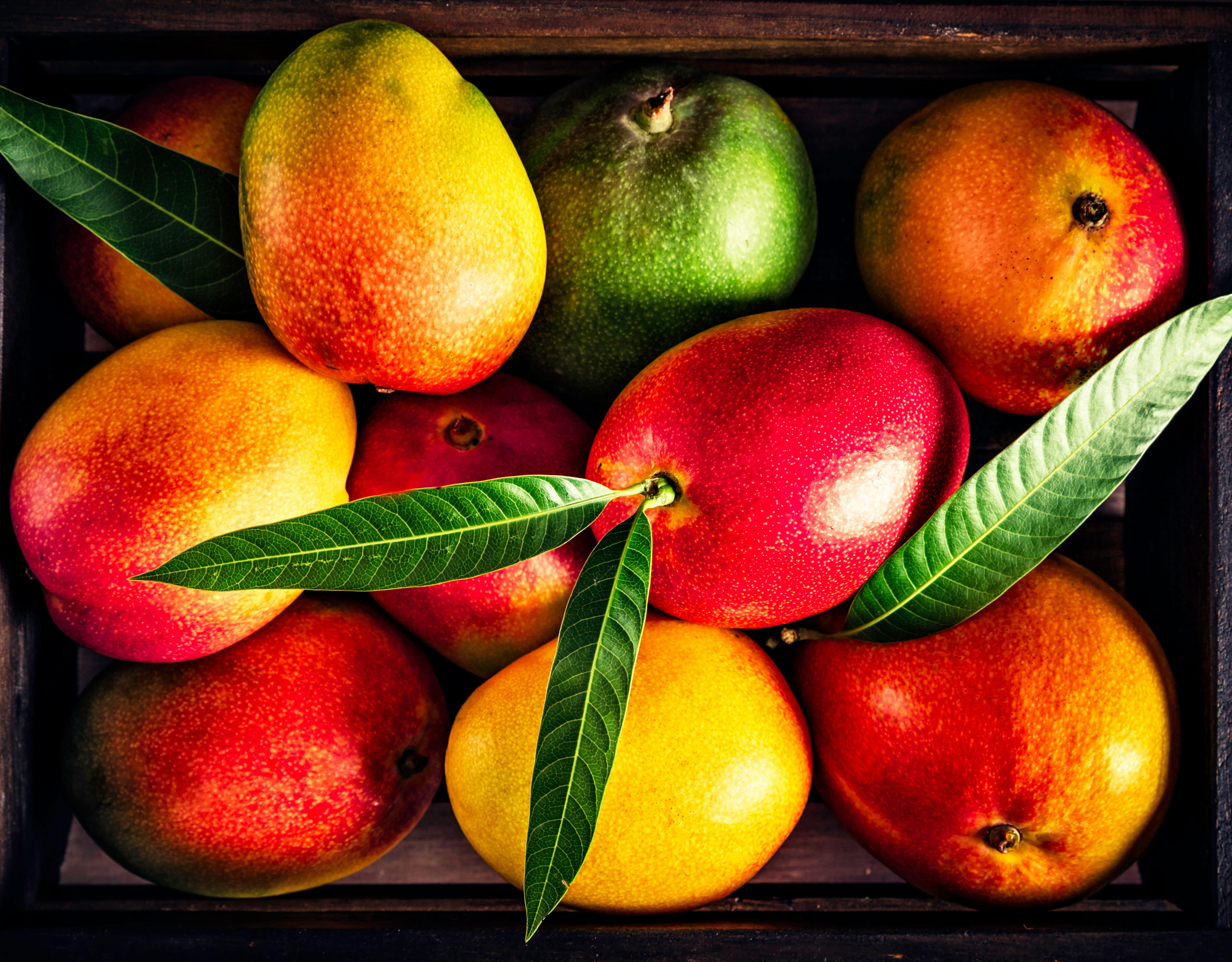 After the freeze: what to expect from Florida’s mango season