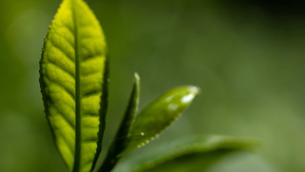 Experts highlight green tea’s heart benefits, warn on bottled teas