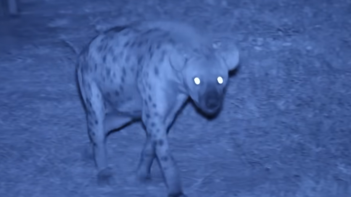 This animal laughs while tearing prey apart – then devours the skeleton