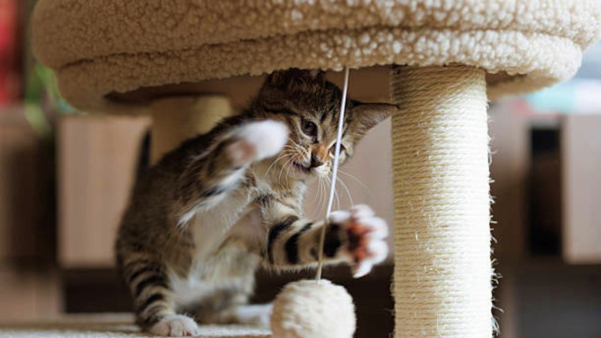 Your cat may prefer these 10 everyday objects over any toy you buy