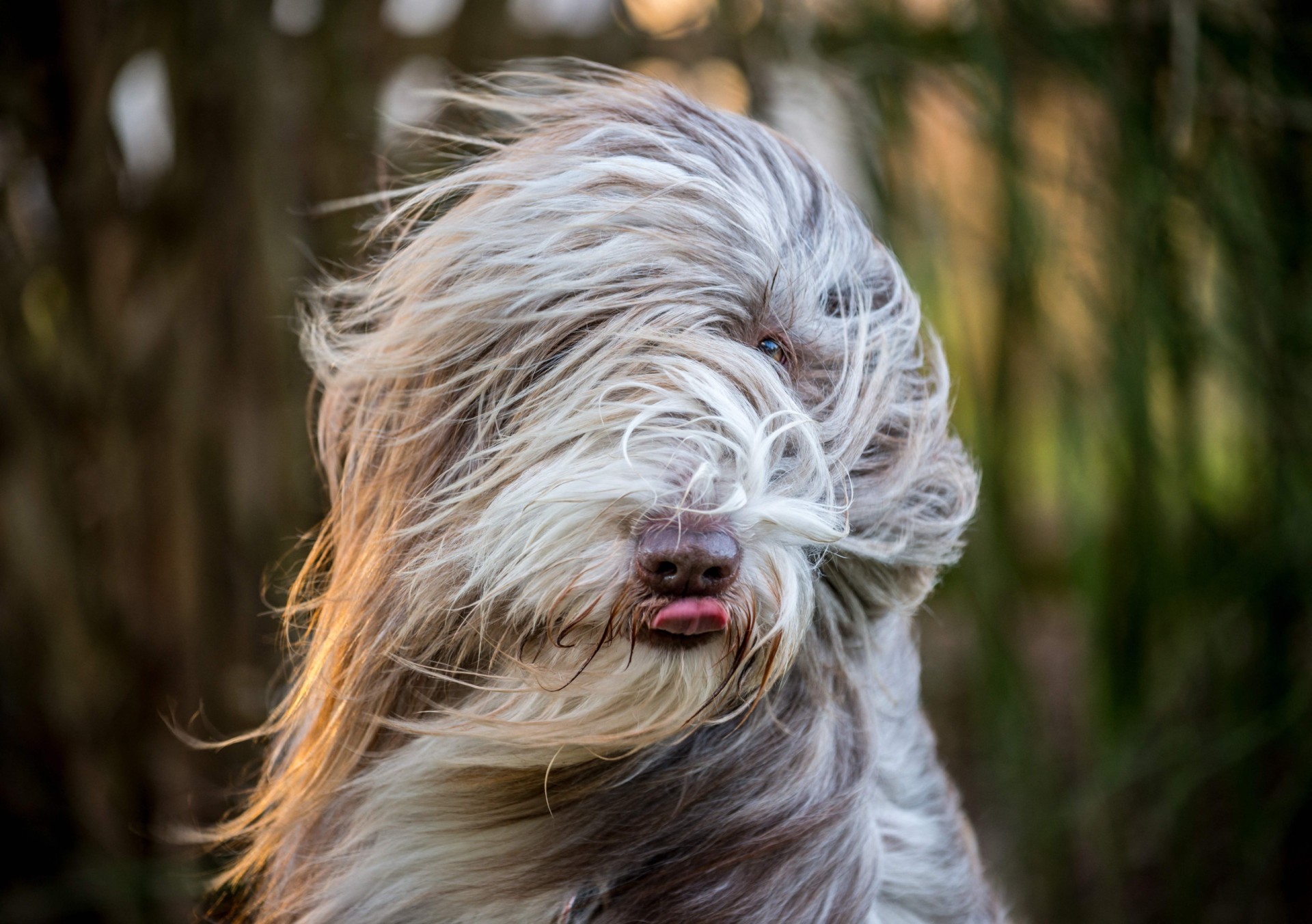 Rare dog breeds facing extinction