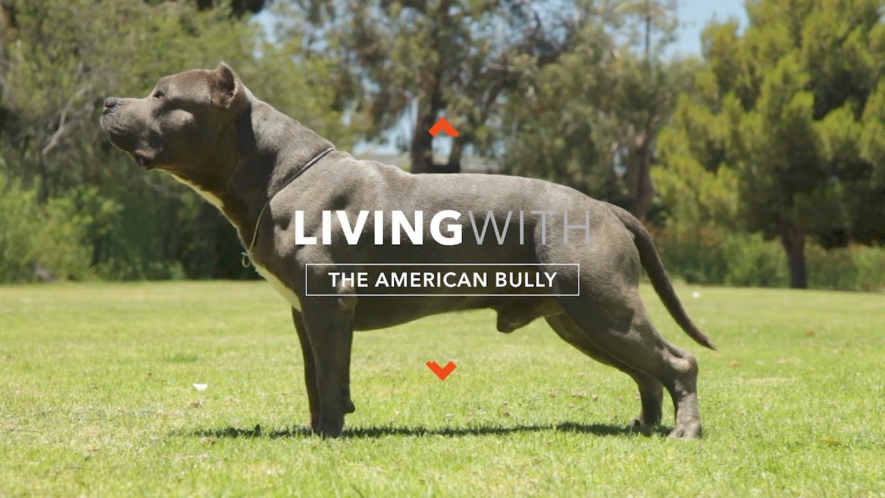All about living with the American Bully