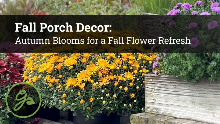 Fall porch decor autumn blooms for a fall flower refresh