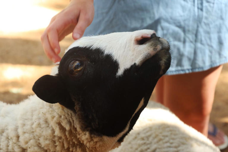 The real reason you can't stop yourself from petting every animal you see