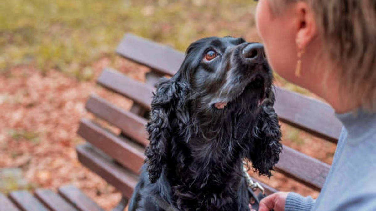 If you were a dog, what color would you be based on your birth month?