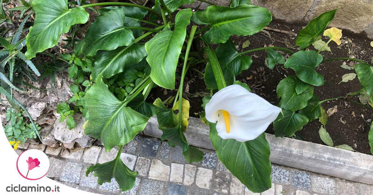 Perché la calla fa le foglie accartocciate?