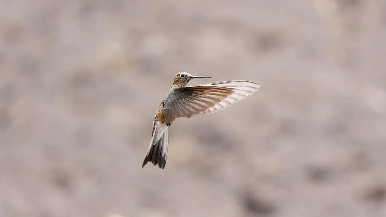 6 hummingbird secrets gardeners were too anxious to admit until now