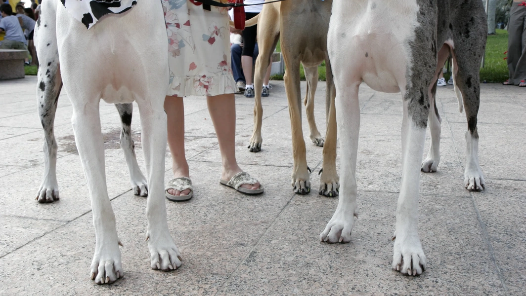Experts outline home safety and care tips for aging large dogs