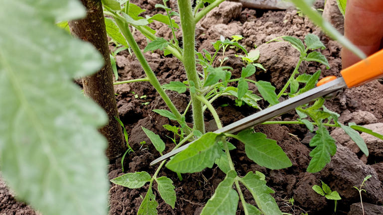 Stop making this tomato-growing mistake: It could encourage disease
