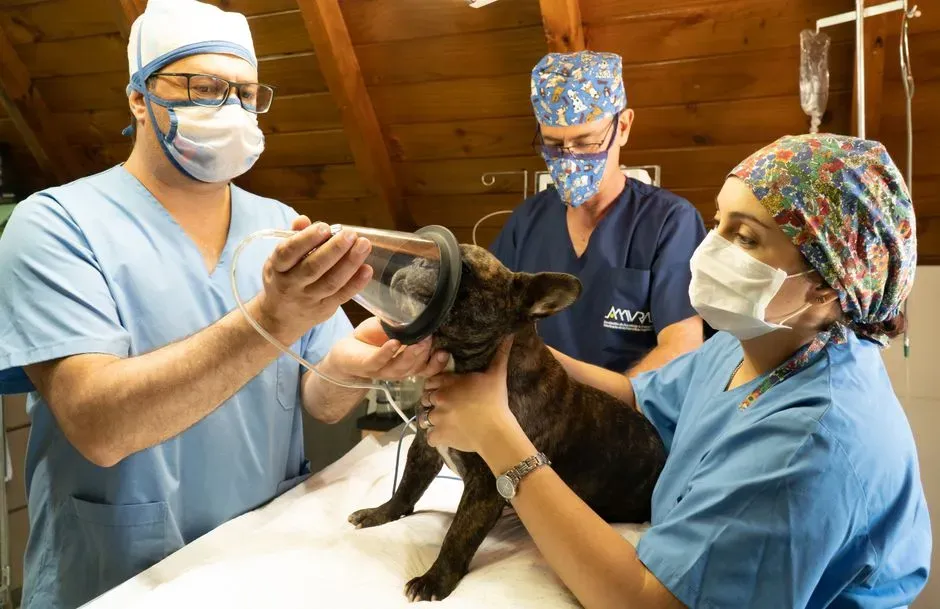7 dog breeds vets secretly warn their friends never to buy - and the ...