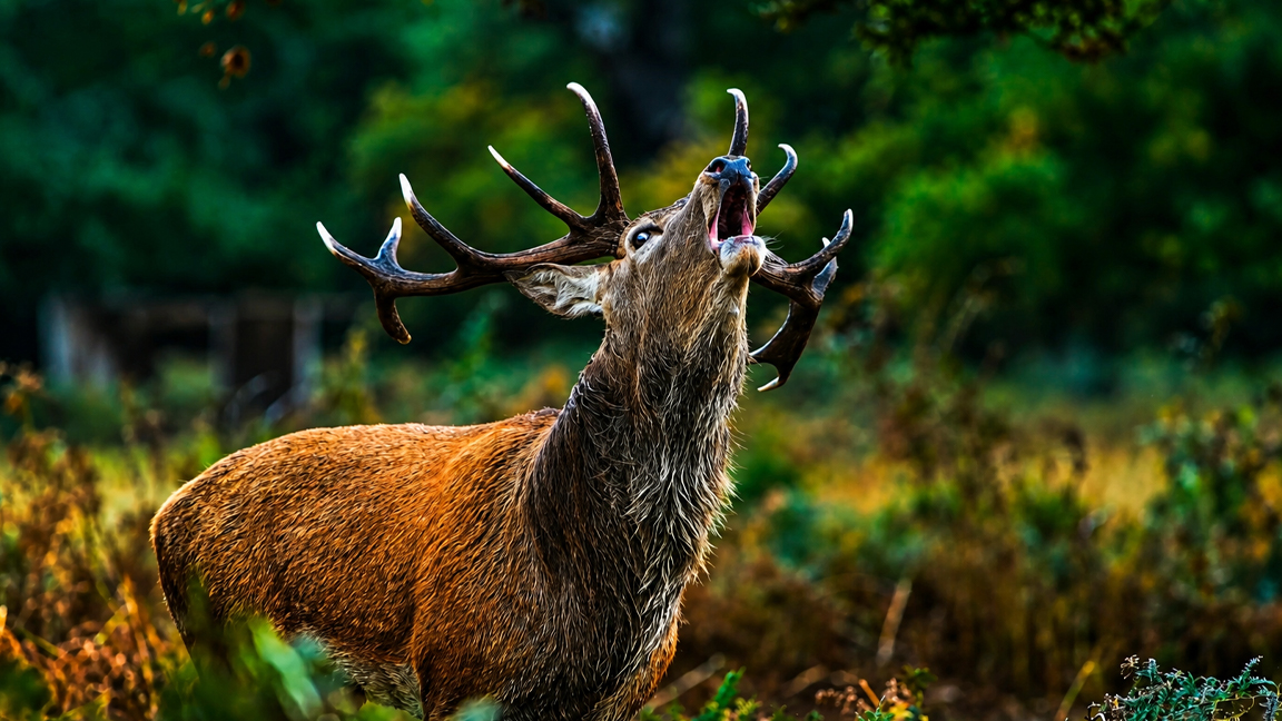 The voice of a red deer echoing through the wild
