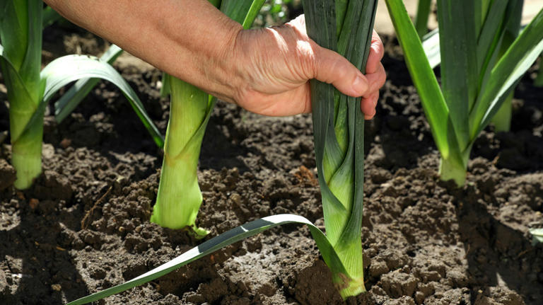 The planting trick that makes leeks taste sweeter