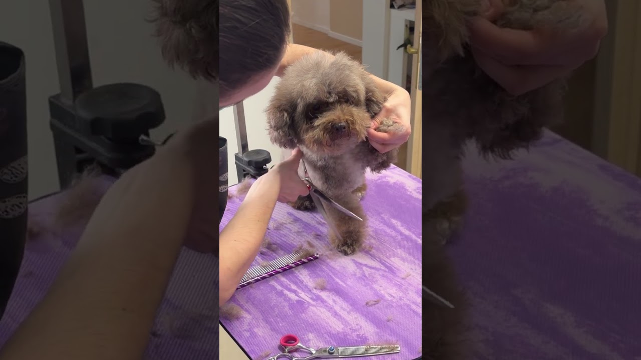 Calm poodle grooming transformation | Professional salon makeover