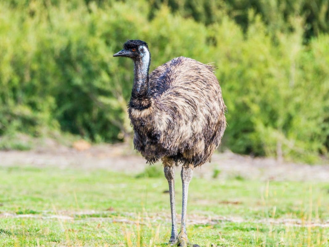Emu found on the loose in North Jersey