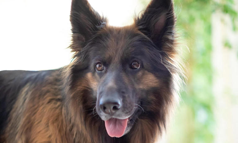 Two thirds of Brits have more photos of their furry friends on their ...