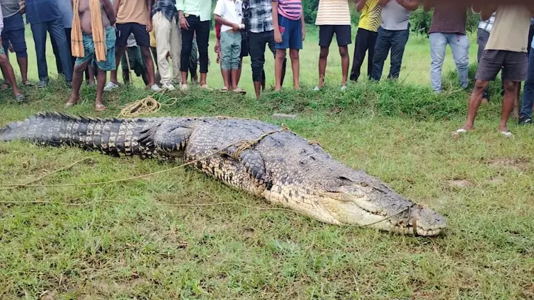 16-foot crocodile safely released after rescue operation in Odisha