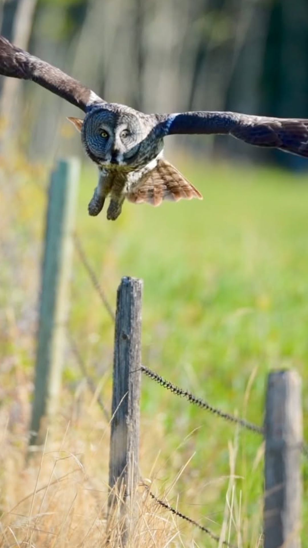 Great grey owl facts: Size, weight, and silent flight behavior