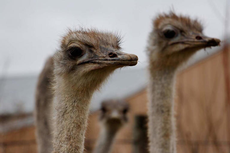 For Kentuckians allergic to beef, a new ostrich farm is 'rethinking ...