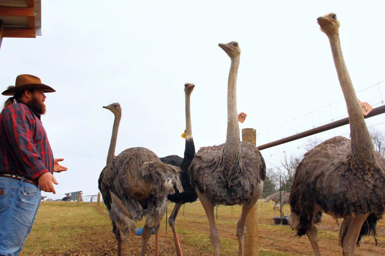 For Kentuckians allergic to beef, a new ostrich farm is 'rethinking ...