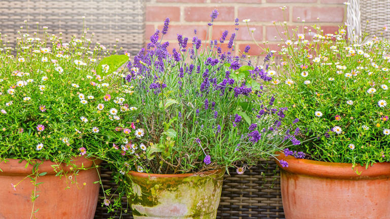 Zoe Ball's 'naturalistic' garden is proof that choosing native plants ...