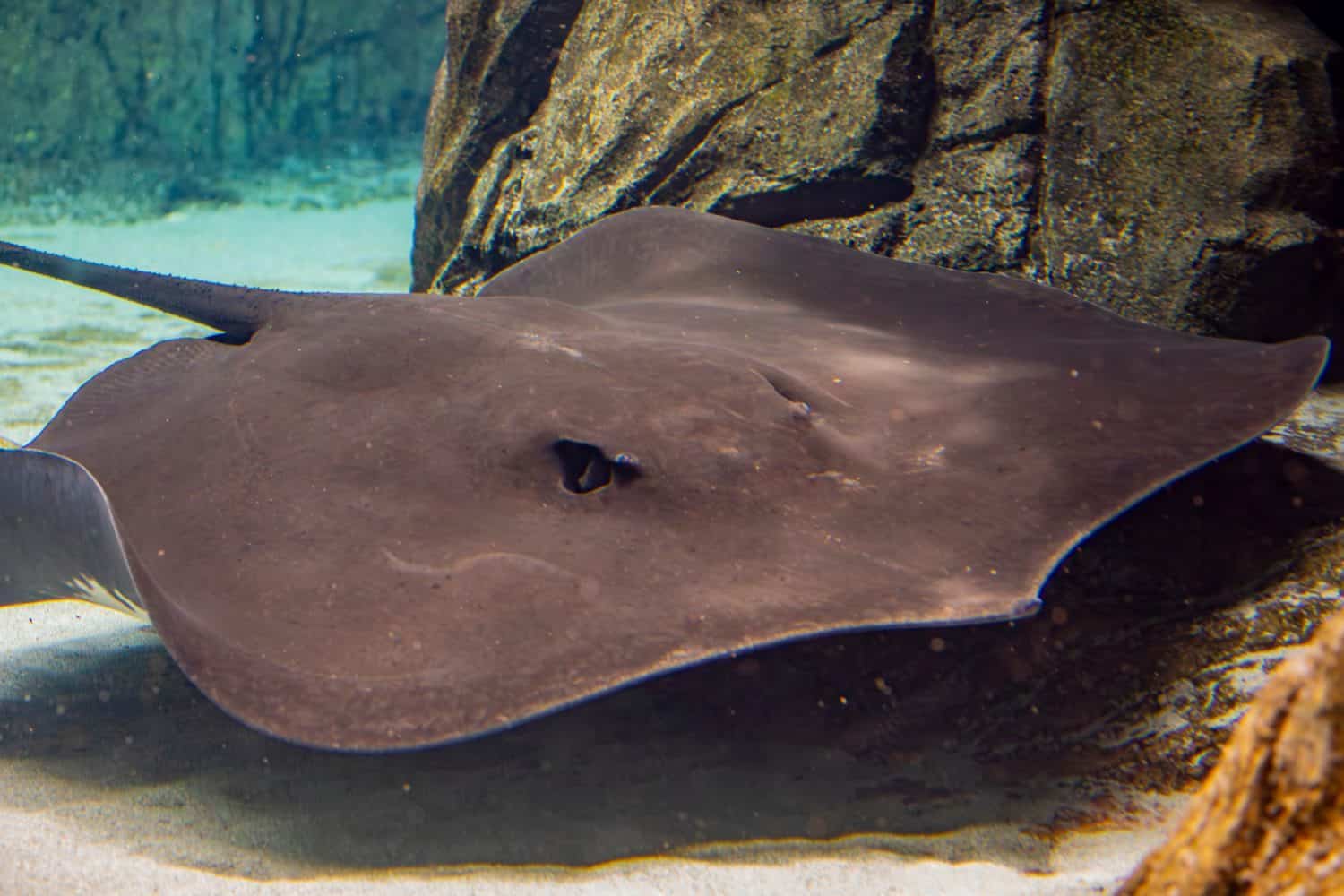 The world’s largest freshwater fish was nearly the size of a grizzly bear