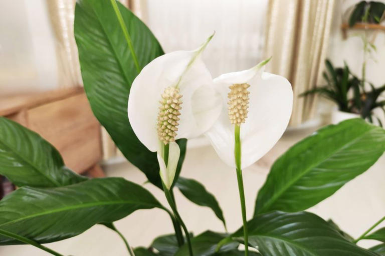 Peace lilies will thrive when you add 1 kitchen scrap to the soil