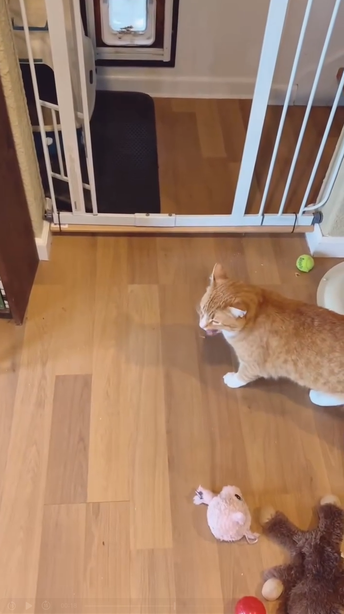 Bunny & cats: It’s a love-hate relationship