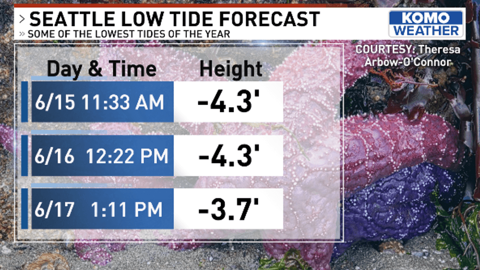 Lowest tides of 2026 hit Puget Sound, exposing underwater marine life ...