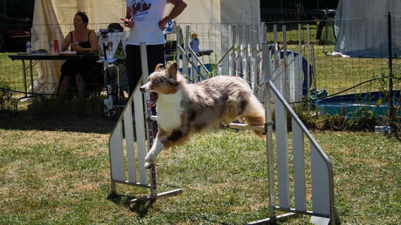 Plus de 160 chiens attendus au grand concours d’agility
