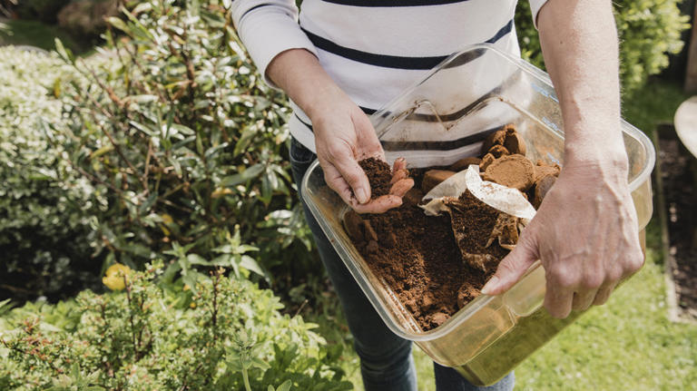 Why do people use coffee grounds to fertilize tomatoes (& does it ...