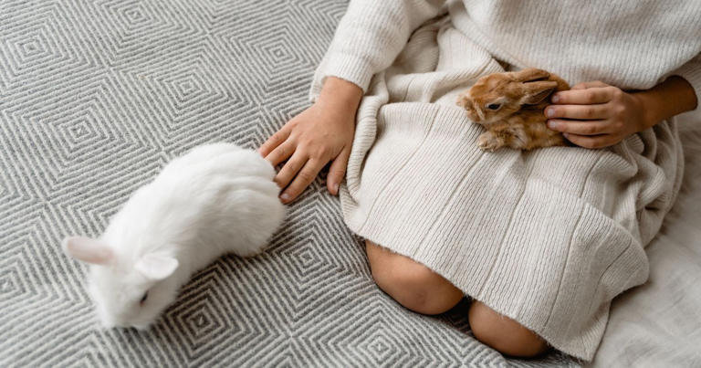 The real reason you can't stop yourself from petting every animal you see