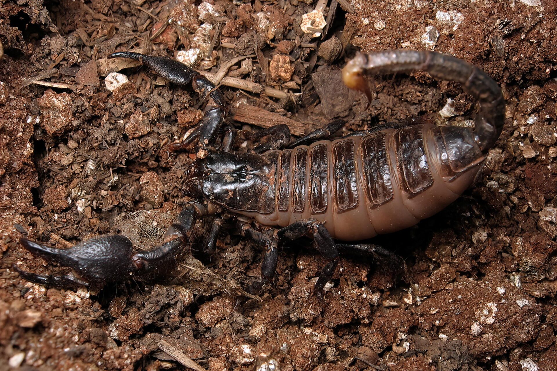 The creepy one-meter scorpion that lived on Earth