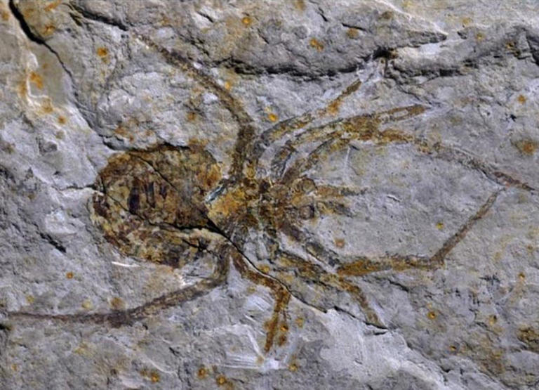Ancient giant spider fossil fooled paleontologists until detective work ...