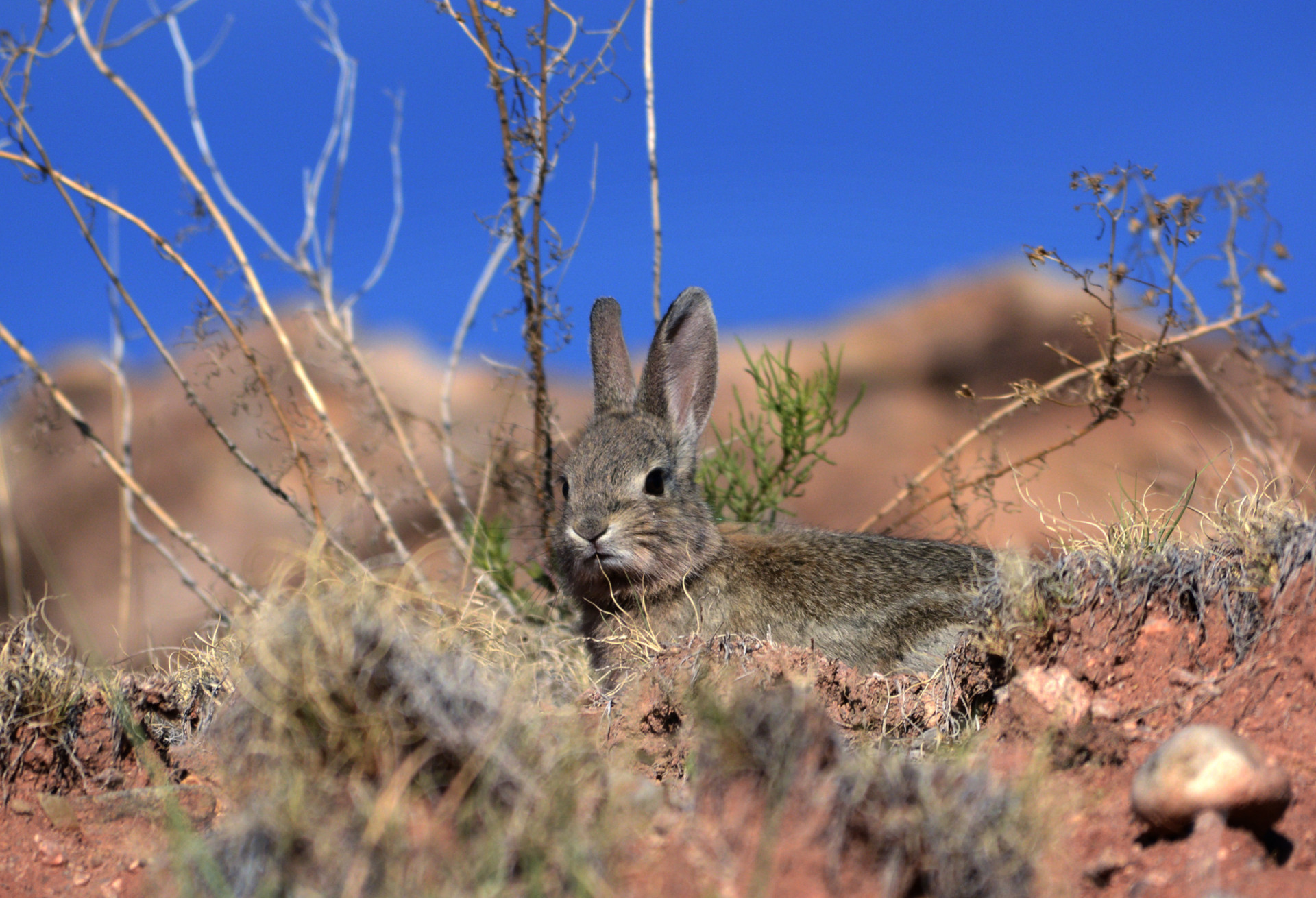 Top tips for improving your wildlife photography