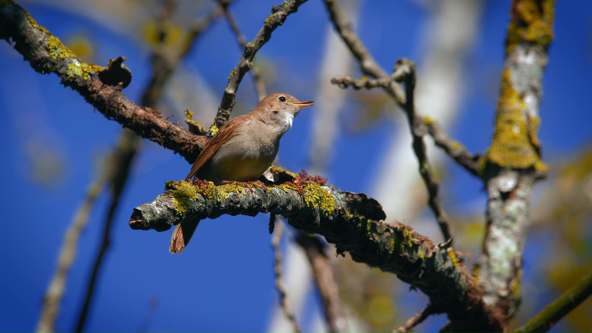 The beautiful song of a common nightingale revealed