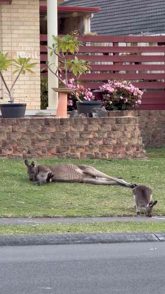 Kangaroos take over neighborhood in unusual wildlife encounter