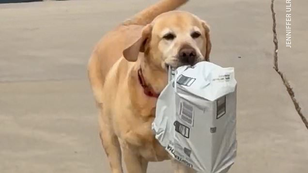 Happy dog retrieves parcels from Amazon guy