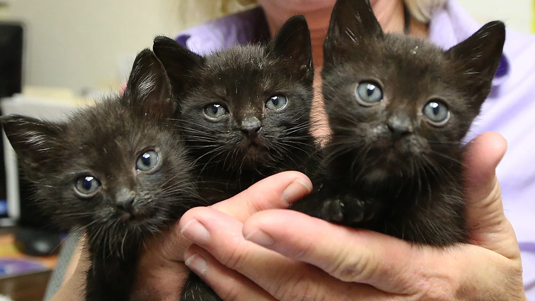 Why shelter volunteering changes more than animal lives