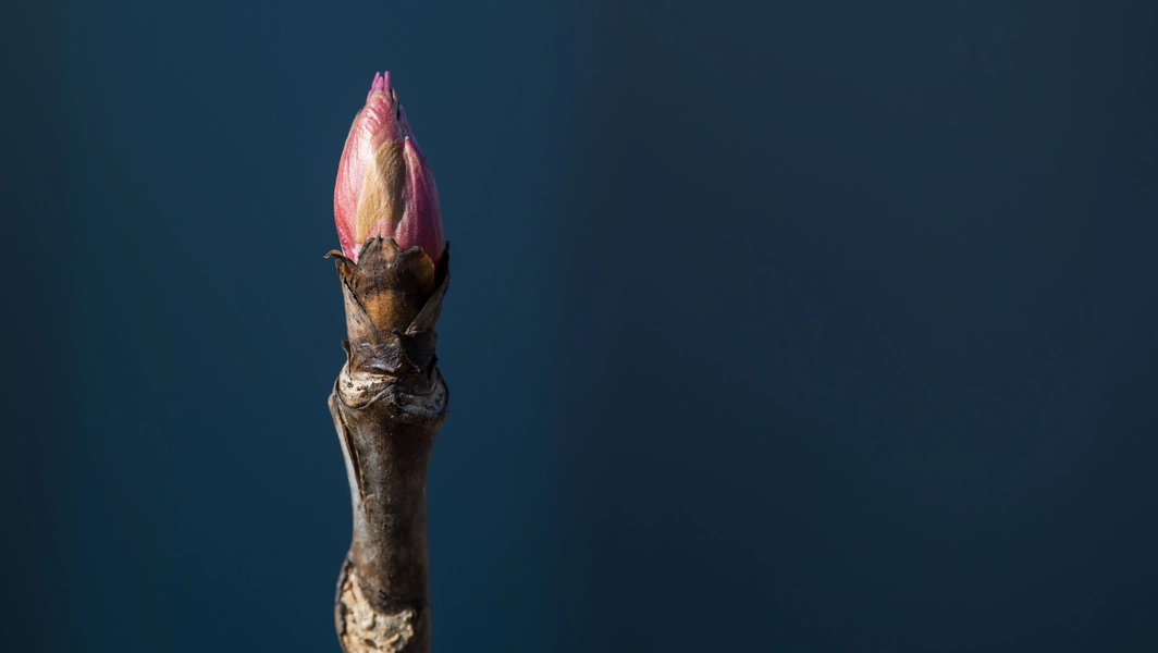 Experts outline key summer steps to boost peony blooms